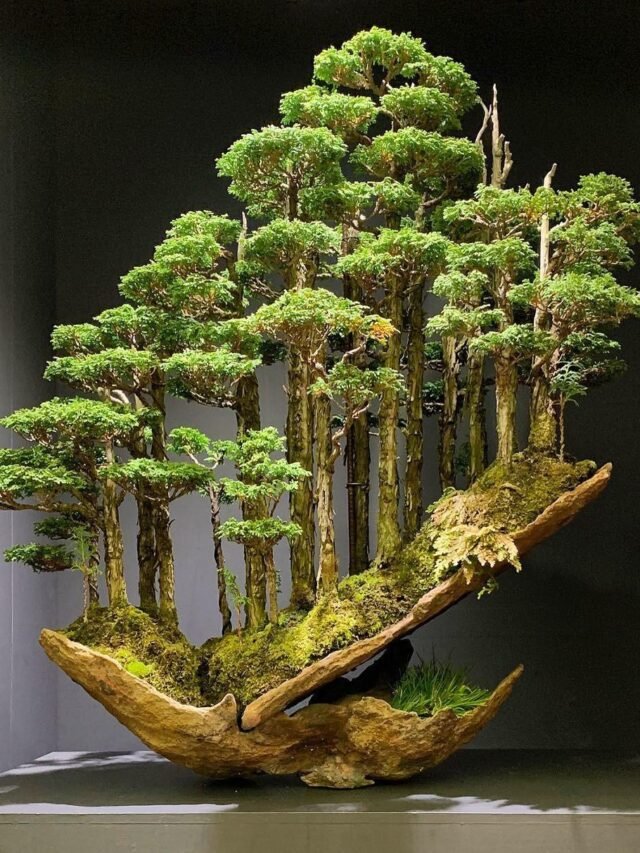 The 10 Most Expensive Bonsai Trees - Daira Technologies Private Limited